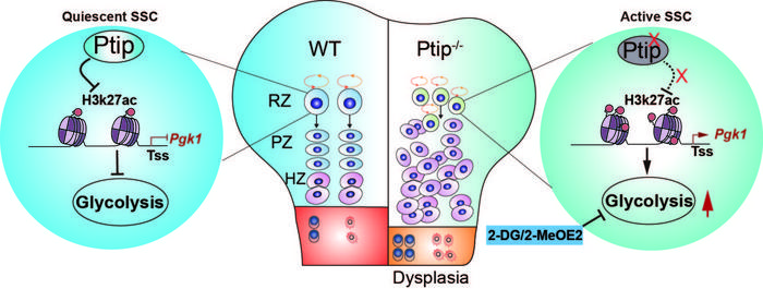 Ptip regulating SSC metabolism [IMAGE] | EurekAlert! Science News Releases