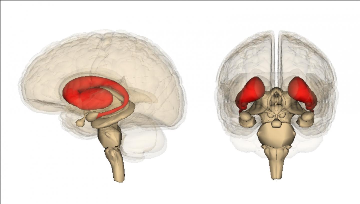 Striatum Diagram [IMAGE] | EurekAlert! Science News Releases