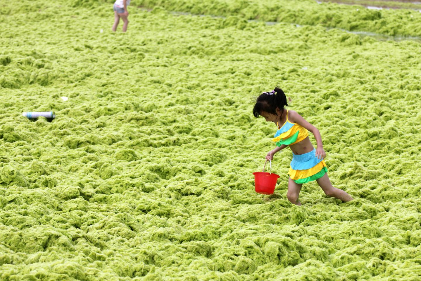 Green Algae in China [IMAGE] | EurekAlert! Science News Releases