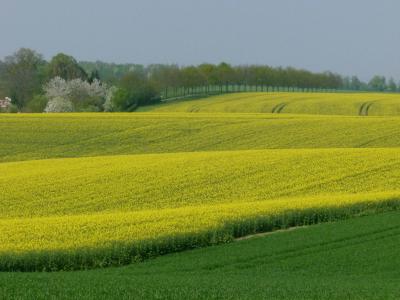 Putting the 'Green' Back in Europe's Farming | EurekAlert!
