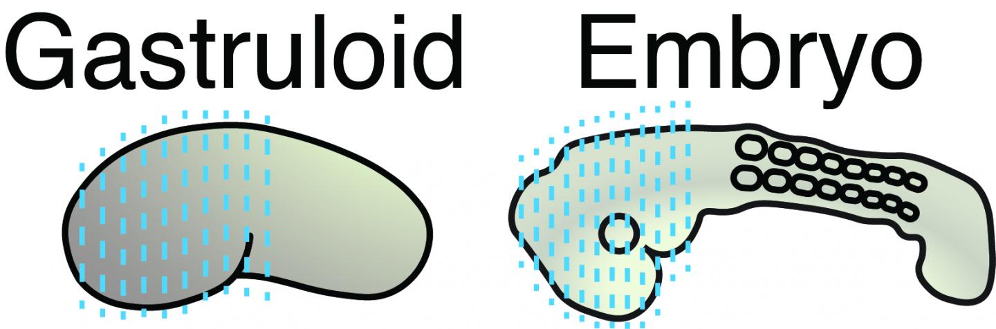 Gastruloids and Mouse Embryos [IMAGE] | EurekAlert! Science News Releases