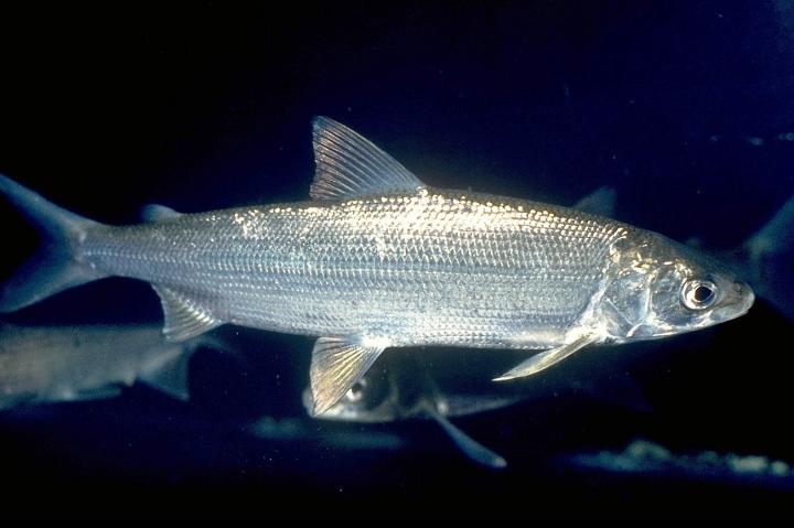 European Whitefish from Lake C [IMAGE] | EurekAlert! Science News Releases