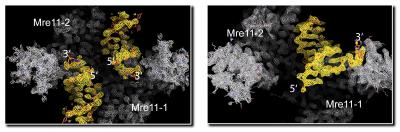 The structure of the Mre11 protein bound to D | EurekAlert!