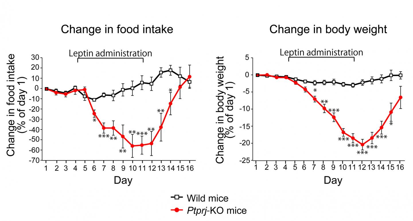 Daily Change in Food Intake an [IMAGE] | EurekAlert! Science News Releases