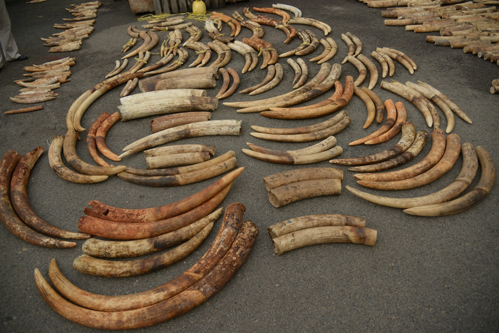 Tusks from 2015 Singapore ivor [IMAGE] | EurekAlert! Science News Releases