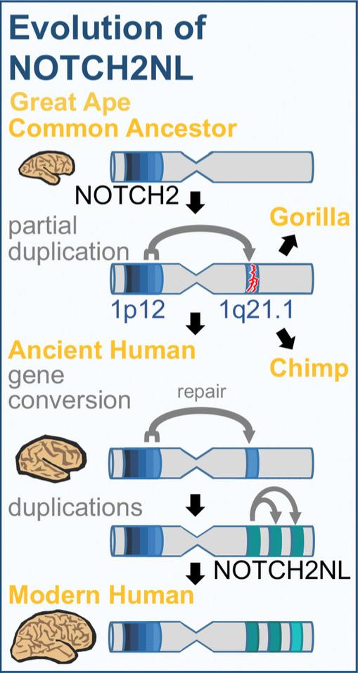Evolution of NOTCH2NL Genes [IMAGE] | EurekAlert! Science News Releases