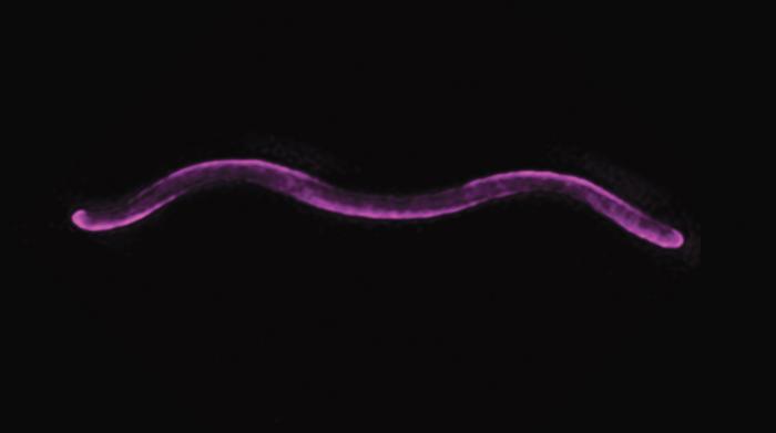 Rhodospirillum rubrum [IMAGE] | EurekAlert! Science News Releases