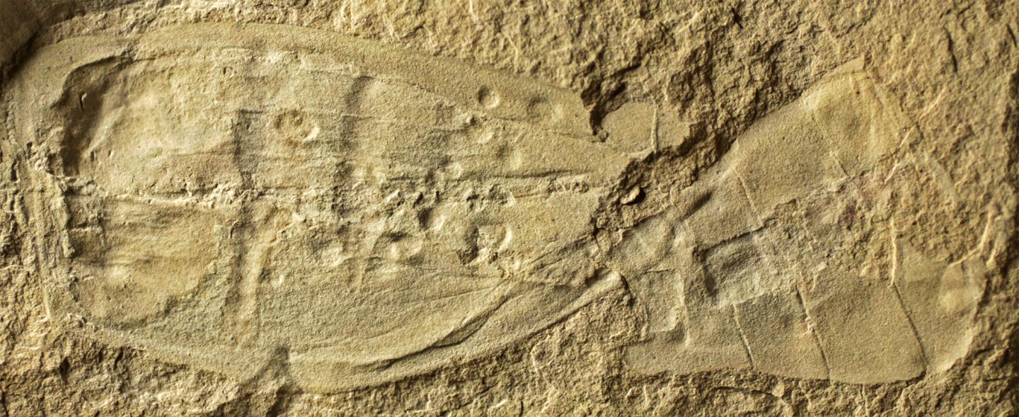 Vetulicolia Fossil [IMAGE] | EurekAlert! Science News Releases