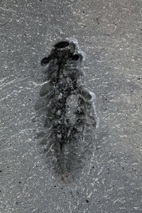 500-million-year-old fossilized brains of sta | EurekAlert!
