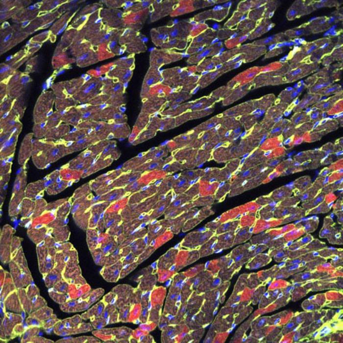 Image [IMAGE] | EurekAlert! Science News Releases