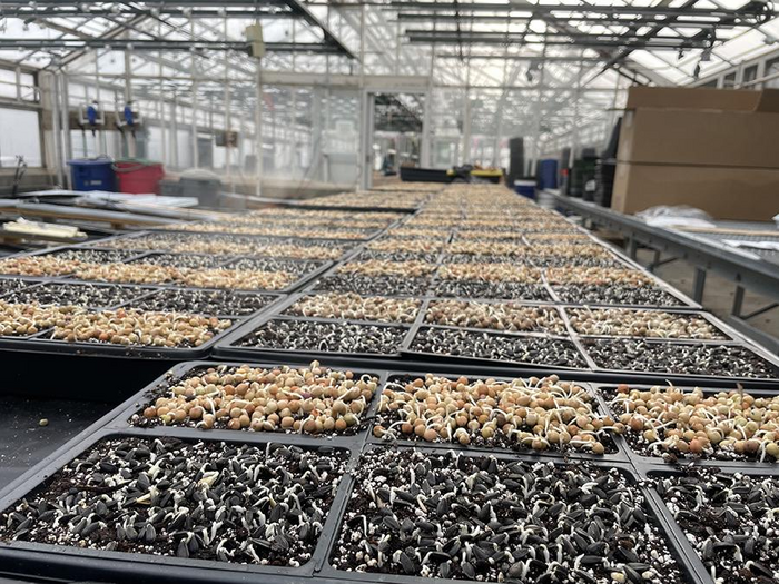 Sprouts in study [IMAGE] | EurekAlert! Science News Releases