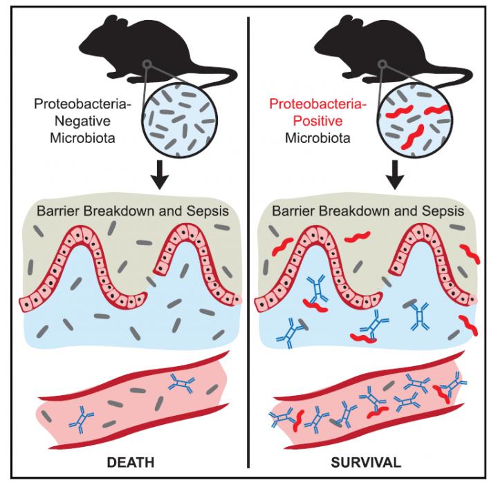 Gut microbes protect against sepsis: Mouse st | EurekAlert!