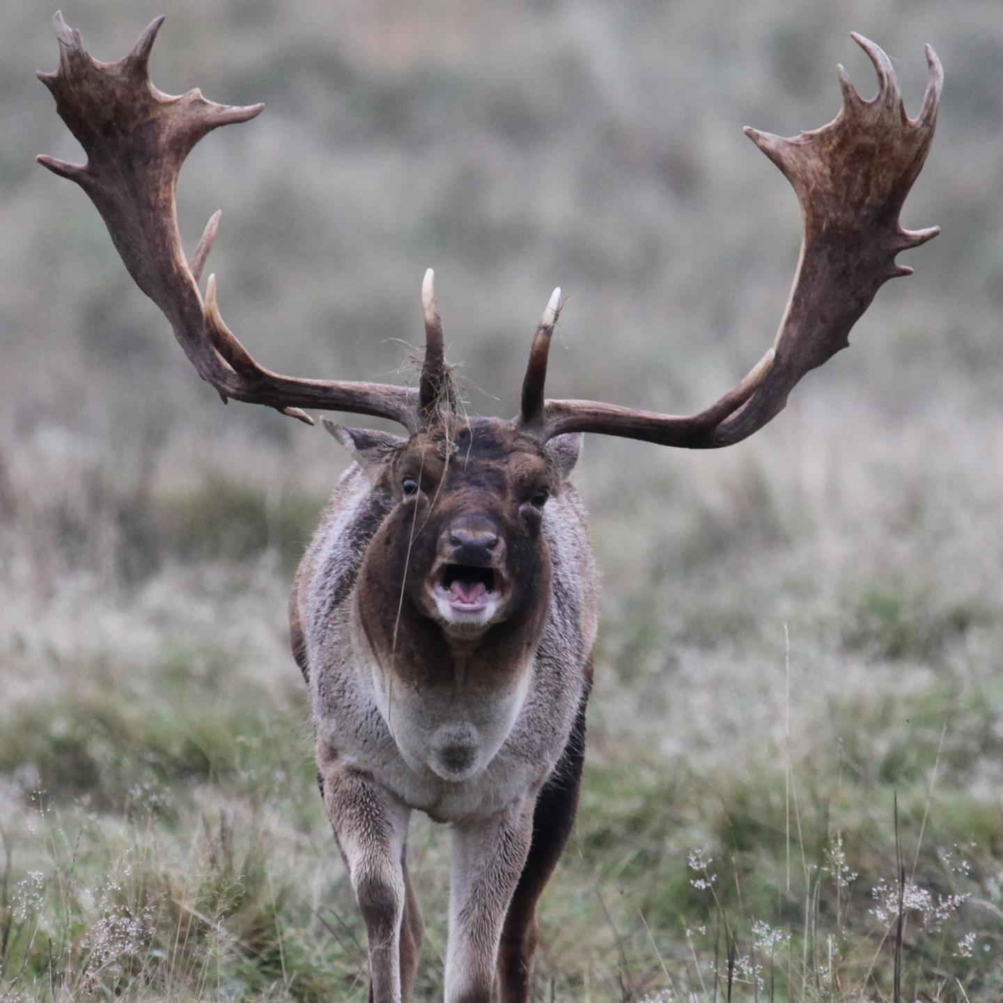 Fallow deer are all about the bass when sizin | EurekAlert!