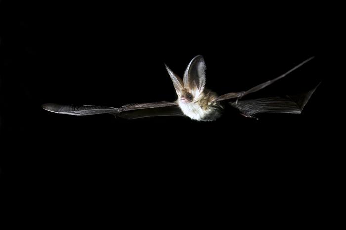 Bat in flight [IMAGE] | EurekAlert! Science News Releases