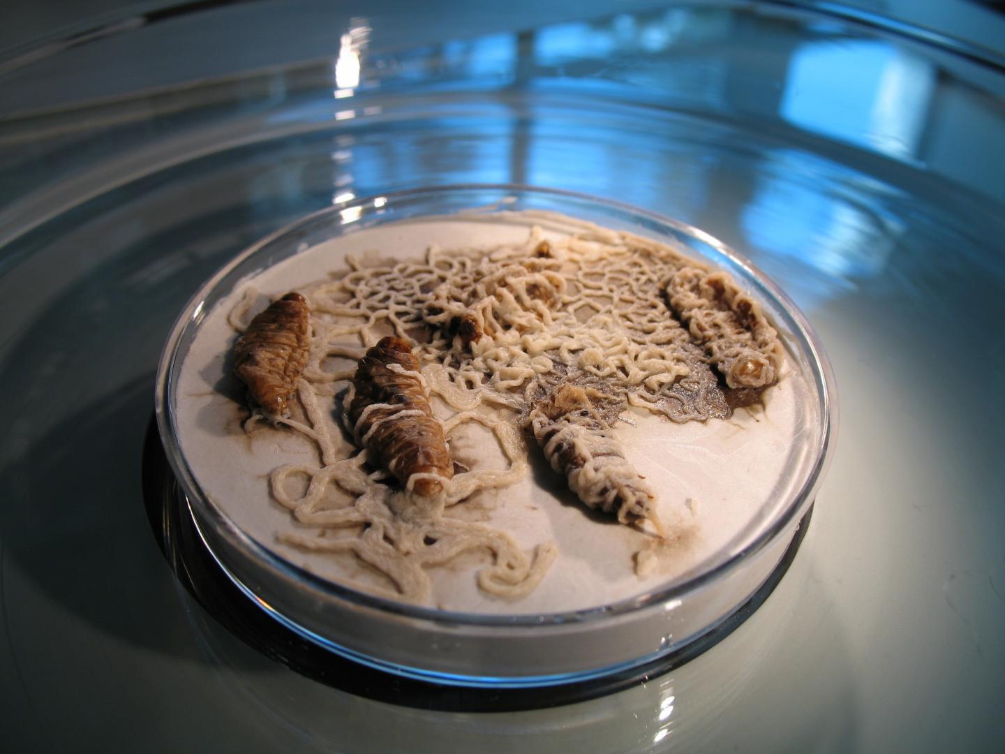 Infective Juvenile Nematodes [IMAGE] | EurekAlert! Science News Releases