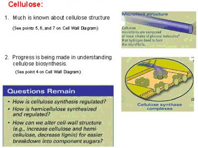 Cellulose [IMAGE] | EurekAlert! Science News Releases