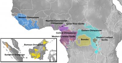 Great ape genetic diversity catalog frames pr | EurekAlert!