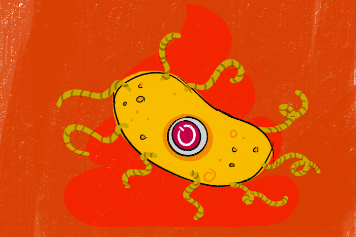 Bacterial kill switch [IMAGE] | EurekAlert! Science News Releases