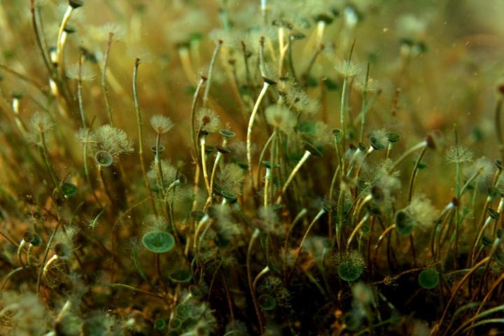 Acetabularia acetabulum [IMAGE] | EurekAlert! Science News Releases