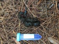 bobcat scat [IMAGE] | EurekAlert! Science News Releases