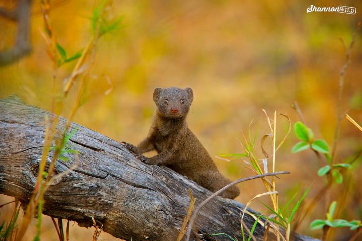 Dwarf Mongoose [IMAGE] | EurekAlert! Science News Releases