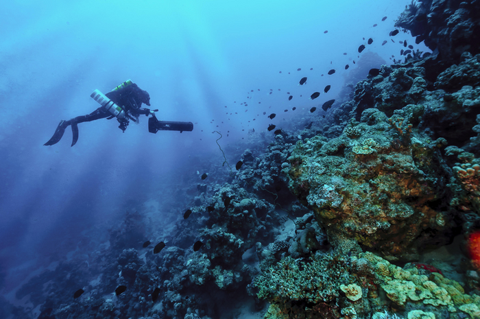 The biological clock of corals [IMAGE] | EurekAlert! Science News Releases