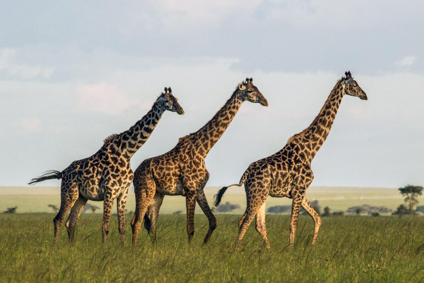 Friends matter: Giraffes that group with othe | EurekAlert!