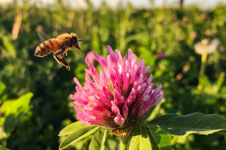 A little prairie can rescue honey bees from f | EurekAlert!
