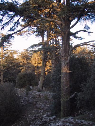 Probing Europe's Medieval Warm [IMAGE] | EurekAlert! Science News Releases