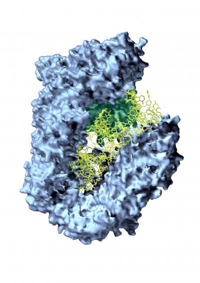 A Vehicle for MicroRNA [IMAGE] | EurekAlert! Science News Releases