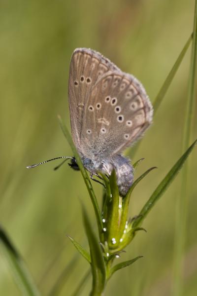 Alcon Butterflies Are Raised b [IMAGE] | EurekAlert! Science News Releases