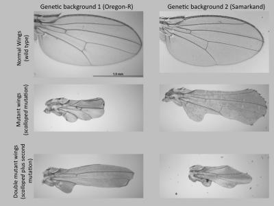 Fruit Fly Wings [IMAGE] | EurekAlert! Science News Releases