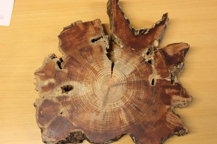 Tree-ring sample [IMAGE] | EurekAlert! Science News Releases