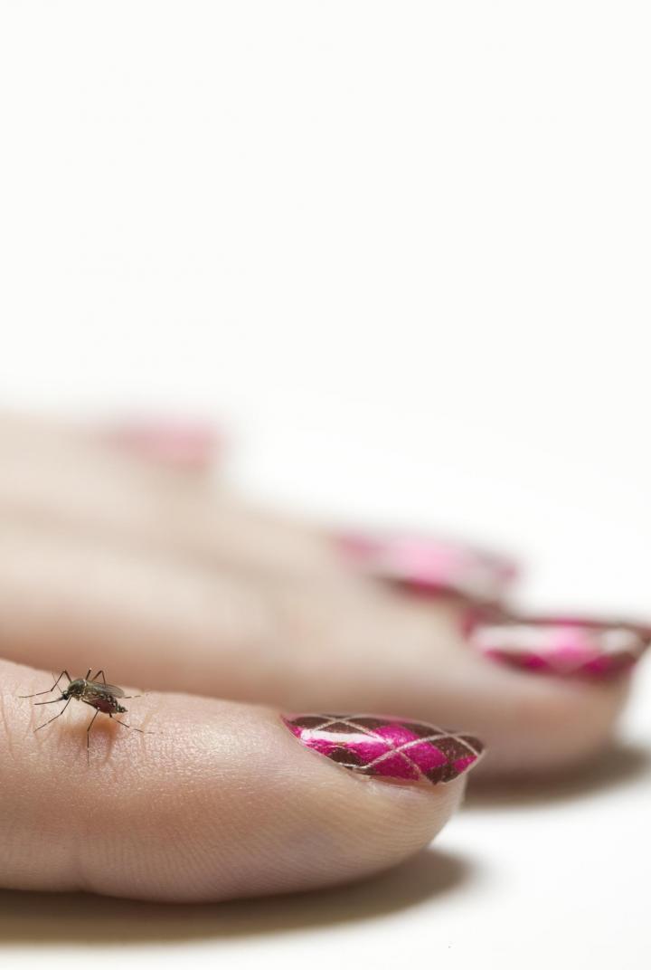 Mosquito on Hand [IMAGE] | EurekAlert! Science News Releases