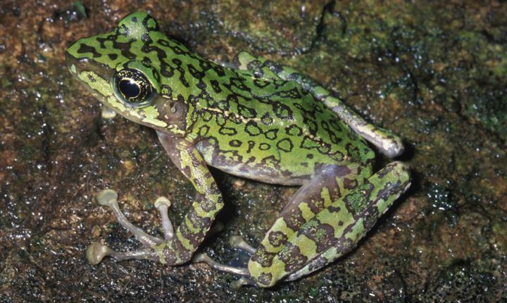 The evolution of 'true frogs' defies long-hel | EurekAlert!