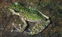 The evolution of 'true frogs' defies long-hel | EurekAlert!