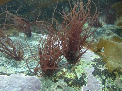 Healthy Red Algae [IMAGE] | EurekAlert! Science News Releases