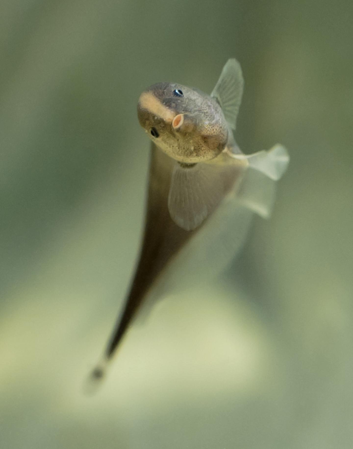 Brown Ghost Knifefish [IMAGE] | EurekAlert! Science News Releases