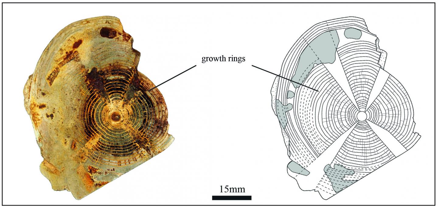 Shark Vertebra [IMAGE] | EurekAlert! Science News Releases