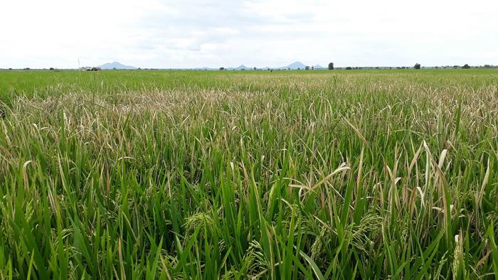 Rice field infected with bacte [IMAGE] | EurekAlert! Science News Releases