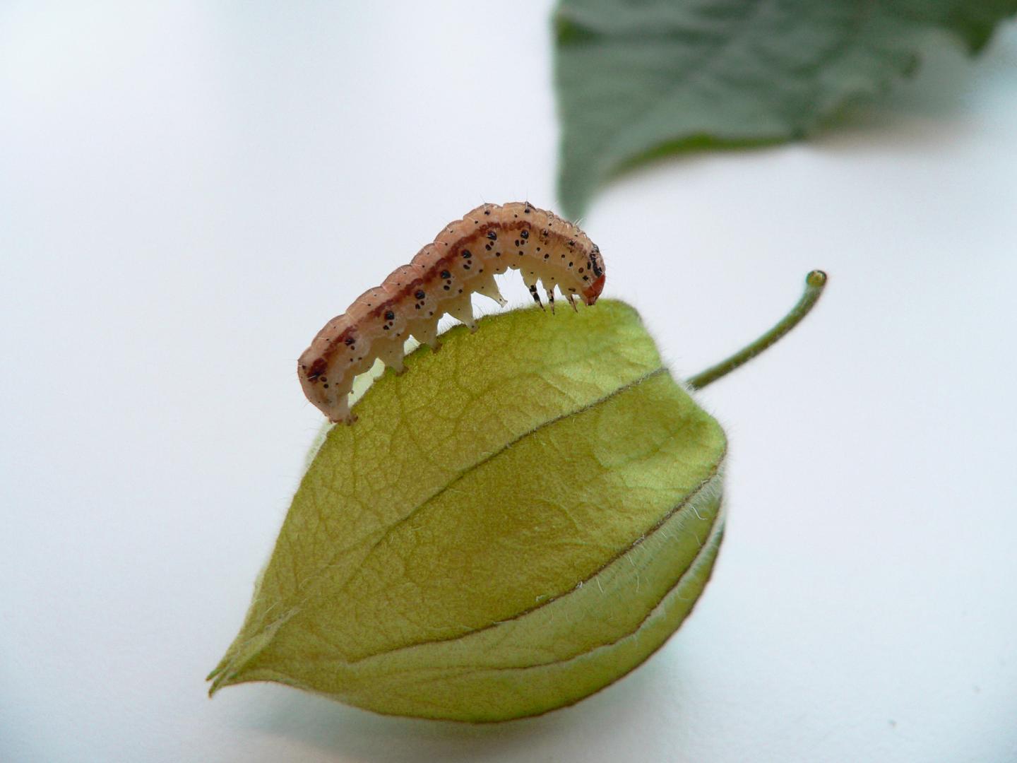 Heliothis subflexa on