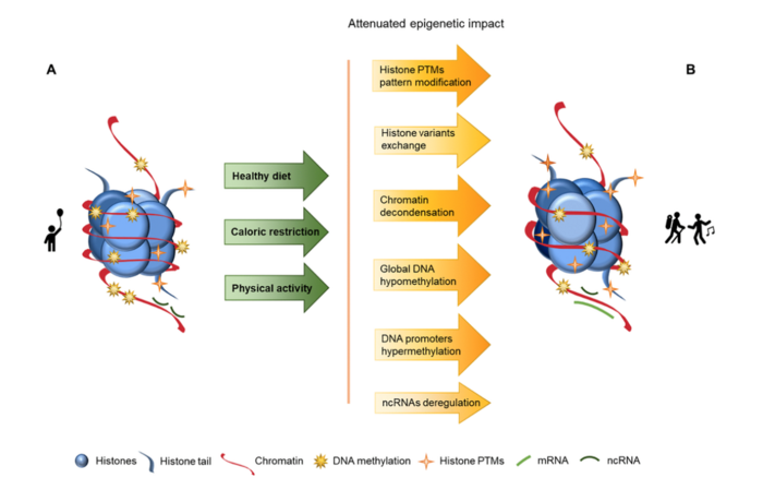 Figure 2 [IMAGE] | EurekAlert! Science News Releases