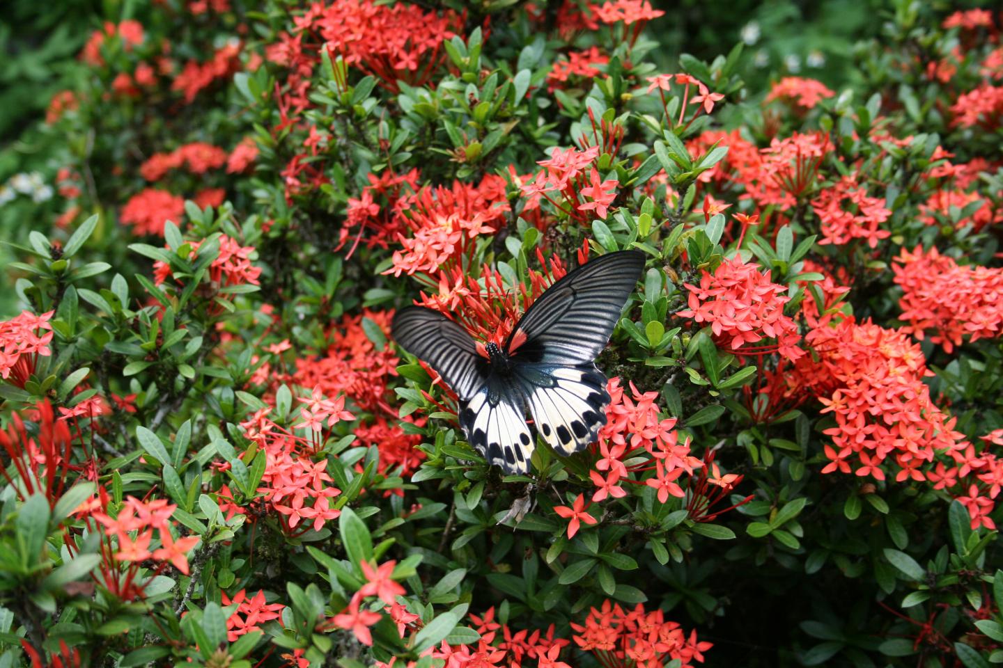 A Genetic Twist Underlying Butterflies' Bates | EurekAlert!