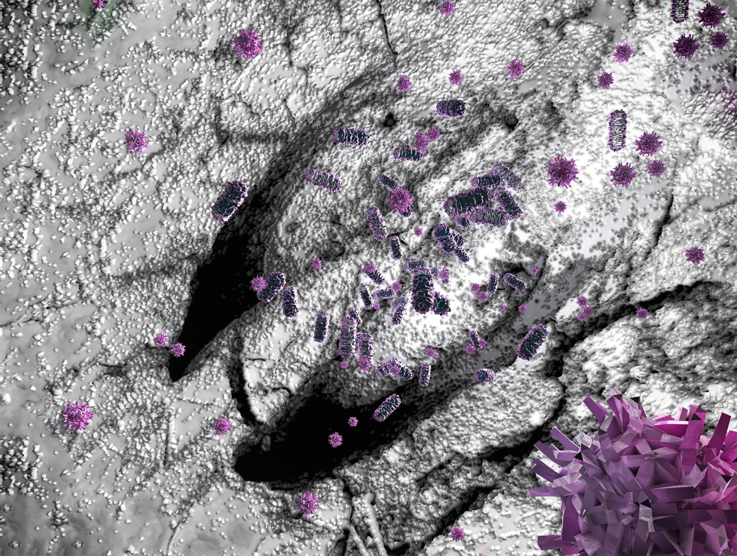 Depiction of the Rumen Microbi [IMAGE] | EurekAlert! Science News Releases