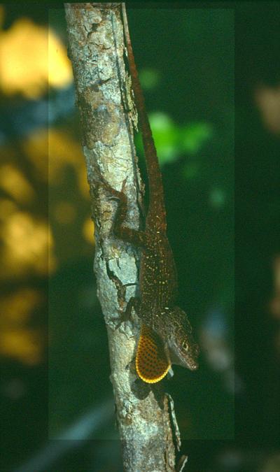 Lizards, Leg-Length, and Rapid Natural Select | EurekAlert!