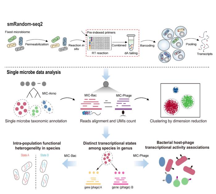 High-throughput single-microbe RNA sequencing | EurekAlert!