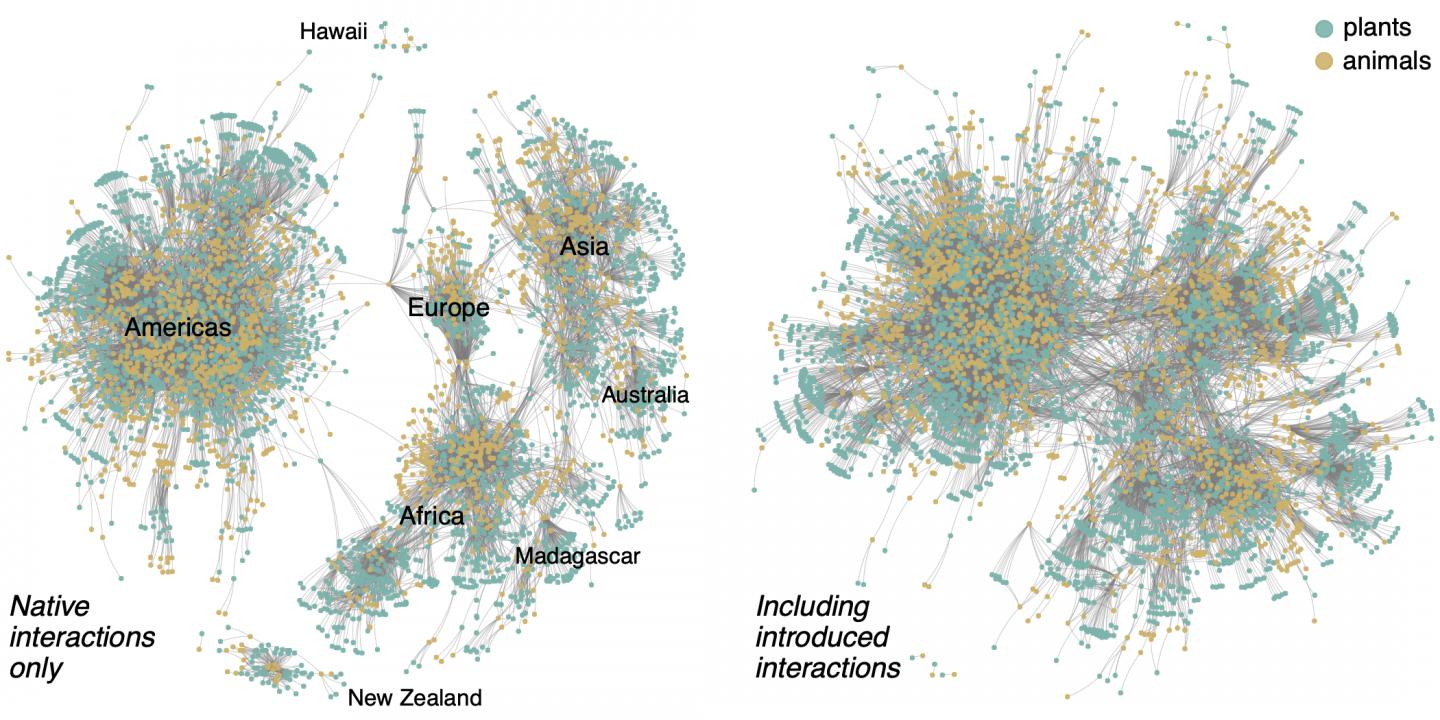 1 Global Meta-Network Figure [IMAGE] | EurekAlert! Science News Releases