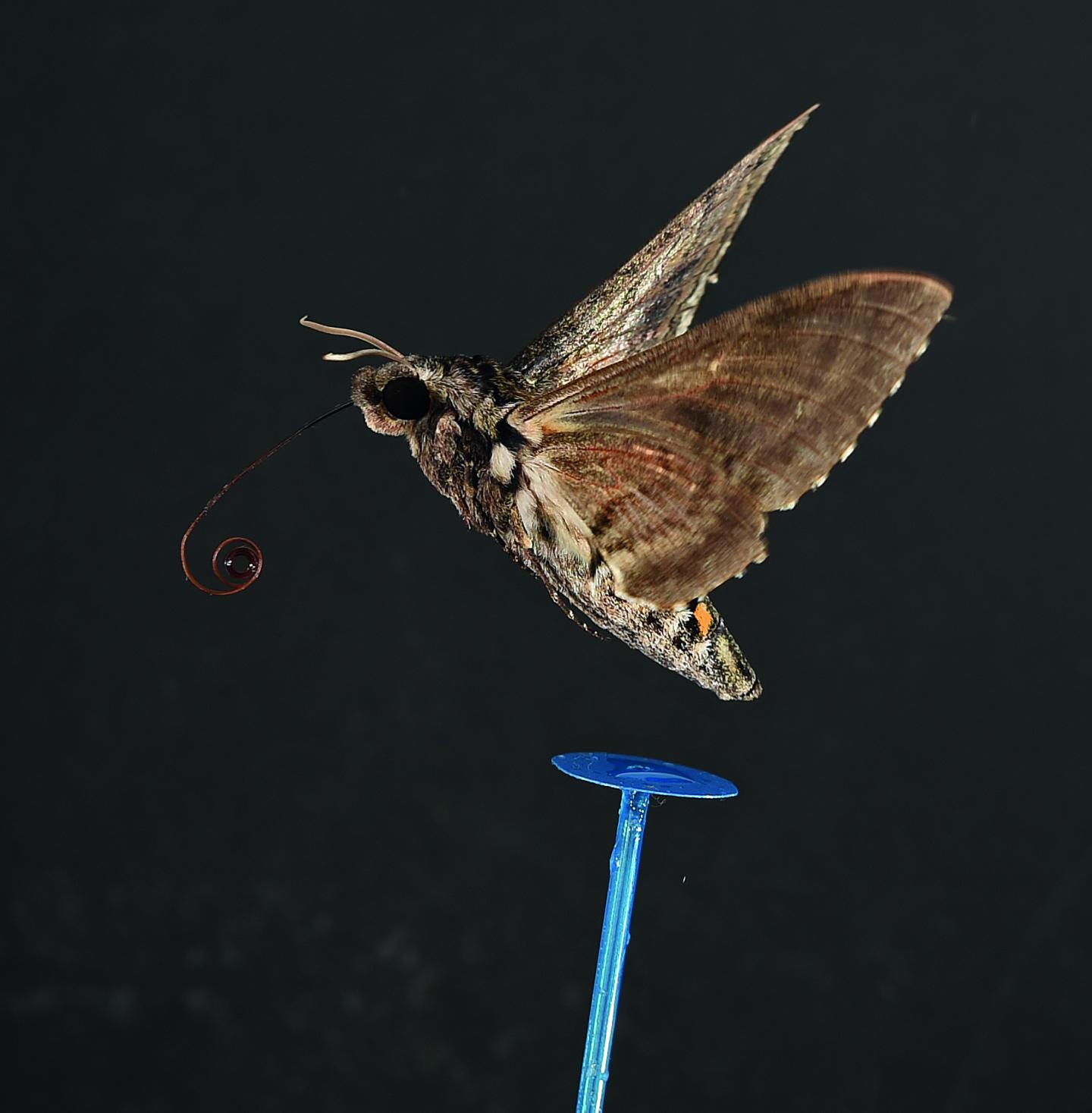 New study changes our view on flying insects | EurekAlert!