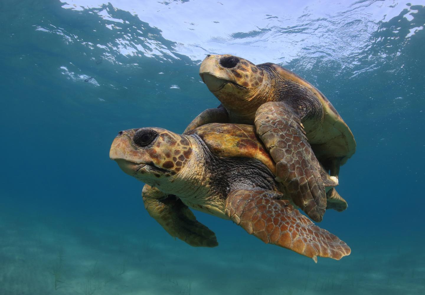 Warming temperatures threaten sea turtles | EurekAlert!
