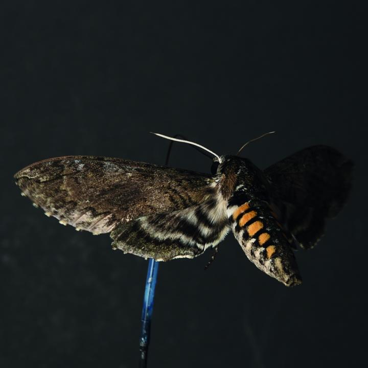 Manduca sexta 1 [IMAGE] | EurekAlert! Science News Releases